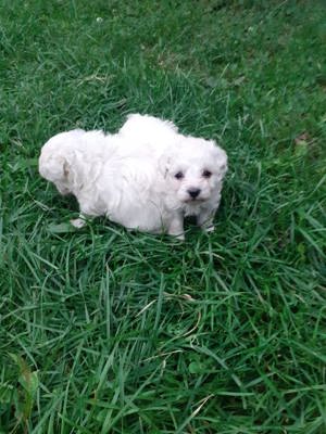 Bison maltez be vânzare Medias - Animale