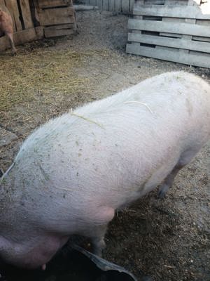 Porc de vanzare Bradesti - Animale