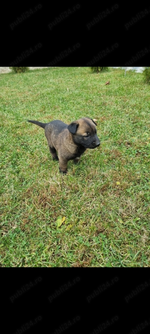 Catei belgian malinois Buciumi - Animale