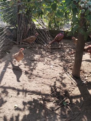 Fazani de vanzare - Publi24.ro