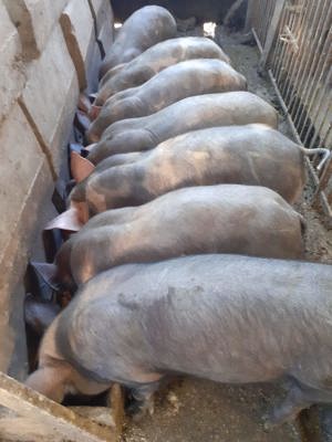 Porci si purcei de vanzare, diferite rase Braila Braila