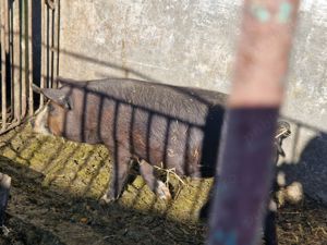 Purcei bazna 600 ron buc ,,20 ..25 kg,,13 săptămâni Arad - Animale