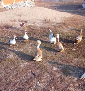 Rate de vanzare - Publi24.ro