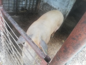 Vând o purcea 16lei lei kg Bratasanca - Animale