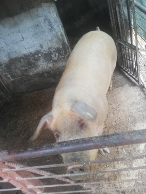 Vând o purcea 16lei lei kg Bratasanca - Animale