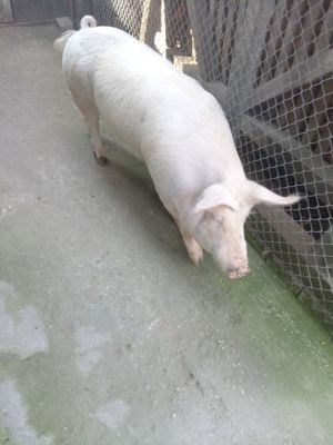Porc pentru sacrificat Rusu de Sus - Animale