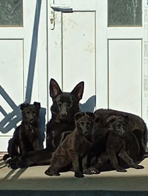 caine lup - Caini si catelusi de vanzare