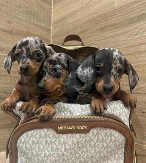 Catelusi de teckel Bacova - Animale