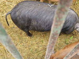 Purcei bazna 550 ron buc ,,20 ..25 kg Arad - Animale