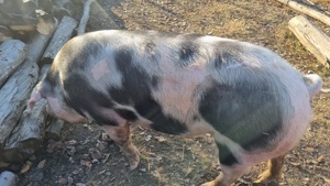 Porc gras de vânzare Delani - Animale