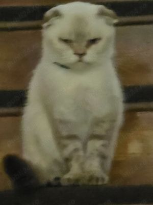 Pisici de vanzare si pui de pisica Alba