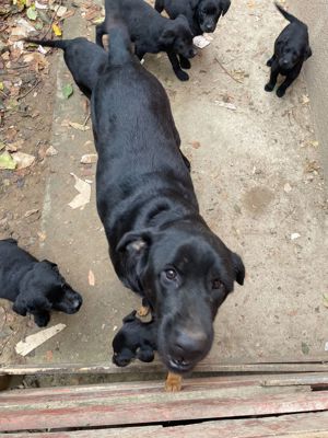 Oferta seciala! Oferim GRATUIT catelusi labrador negri, iubitori de ...