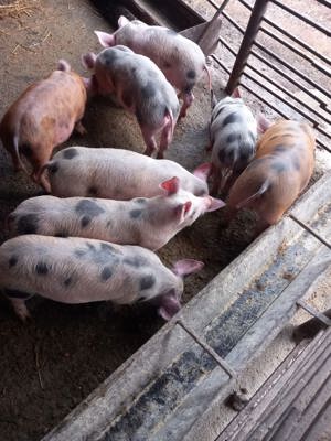 Vand purcei 7 săptămâni Saulia - Animale