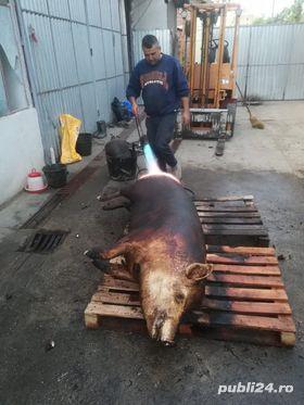 Porci de vanzare Varias Timis