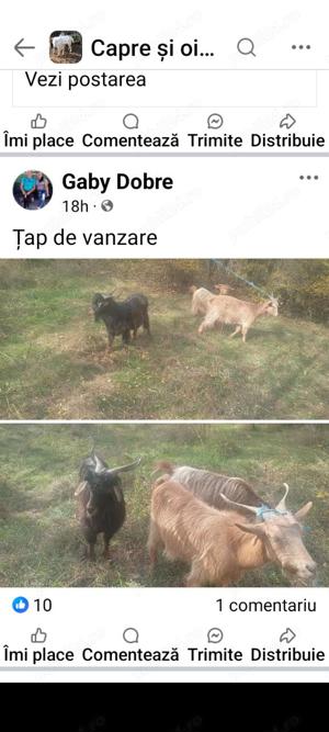 tap - Capre de vanzare si iezi Prahova