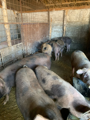 Purcei de la 35 la 70kg Mihai Viteazu - Animale