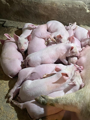 Porci grași si purcei de vanzare Simand - Animale