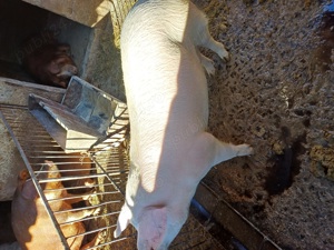 Vând porc gras Simand - Animale