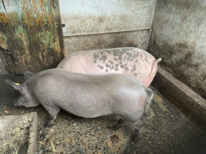 Porc de vânzare Ghiroda - Animale