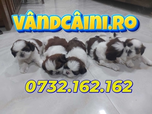 Shih Tzu de vanzare cu factura,carnet,test,microcip in caz de pierdere ...