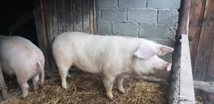 Pasari domestice de curte de vanzare Brasov