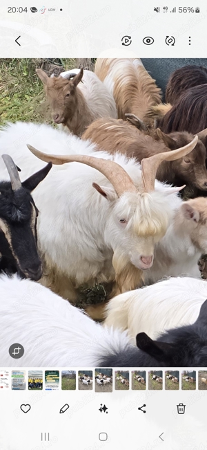 tap - Capre de vanzare si iezi Bacau