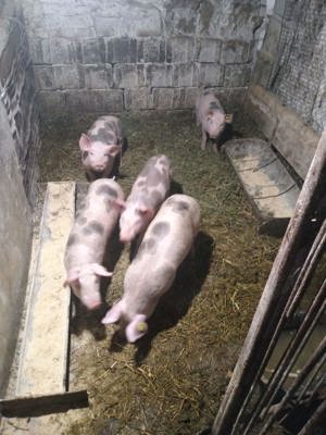 Purcei de vânzare Avram Iancu - Animale