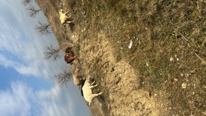 tap - Capre de vanzare si iezi Prahova