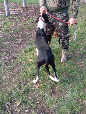 Ogar de vanzare - Publi24.ro