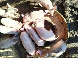 Vand purcei landrace !!! Targu Jiu - Animale