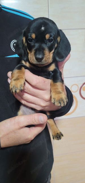 Pui Teckel negri cu pete de foc Gaesti - Animale