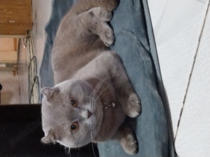 Pisic scottish fodl lilac Targu Jiu - Animale