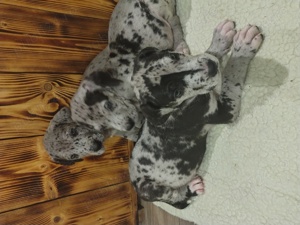 Disponibil 2 masculi și o femelă de 7 săptămânii,rasa dog german Cluj ...