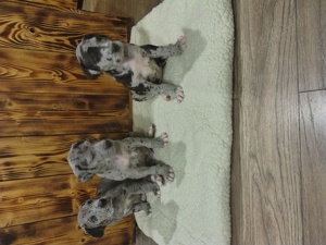 Disponibil 2 masculi și o femelă de 7 săptămânii,rasa dog german Cluj ...