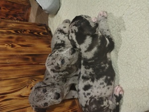 Disponibil 2 masculi și o femelă de 7 săptămânii,rasa dog german Cluj ...