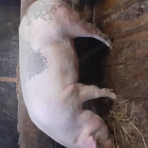 Porc pentru sacrificat Boiu Mare - Animale