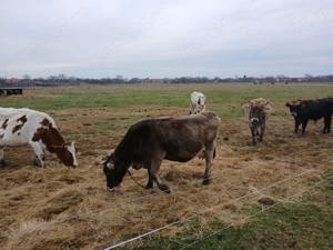 Vaci de vanzare Timisoara - Animale
