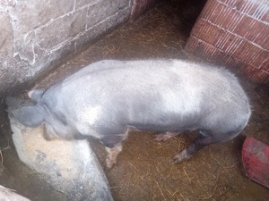 De vanzare porc Padureni (Jebel) - Animale