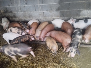 Purcei și șoldani Baia Mare - Animale