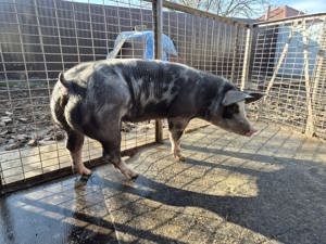 Vând Purcea Pietrain Simand - Animale