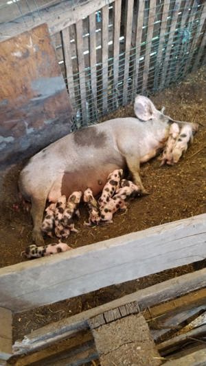 Vand scroafe gestante Cluj-Napoca - Animale