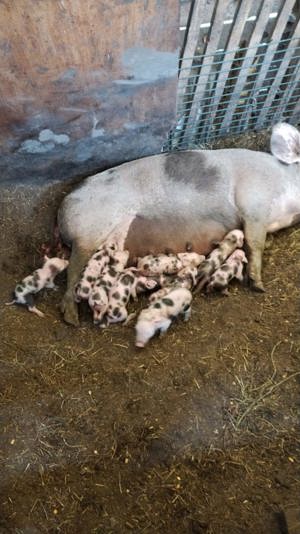 Vand scroafe gestante Cluj-Napoca - Animale