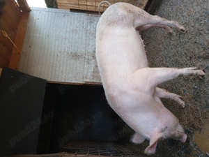 Vand porc de carne Dobresti - Animale