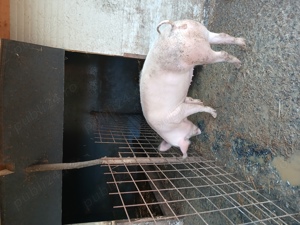 Vand porc de carne Dobresti - Animale