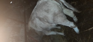 Vitel de vanzare Dragasani - Animale