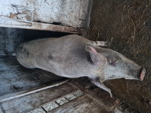 Vând carcasa porc duroc cu pietrain Baltati - Animale