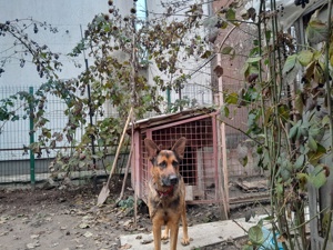 Catei ciobanesc.german Ploiesti - Animale