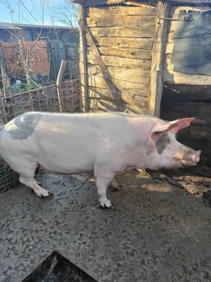 Vand porc purcea Costesti - Animale