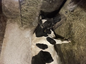 Vacă gestantă în 6 luni Lunca Calnicului - Animale