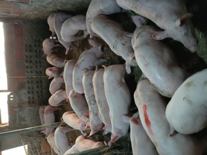 Purcei castrați rasa de carne Zimnicea - Animale